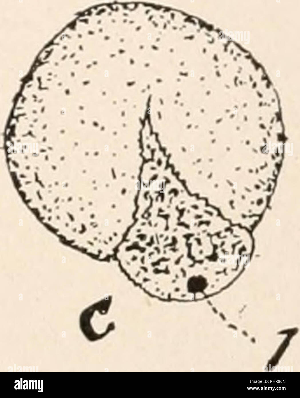 . The Biological bulletin. Biology; Zoology; Biology; Marine Biology ...