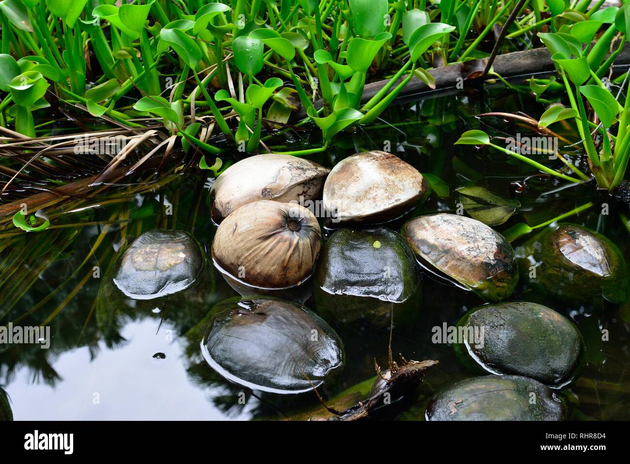 Wild coconuts floating in water in the tropical forest in Hawaii Big ...