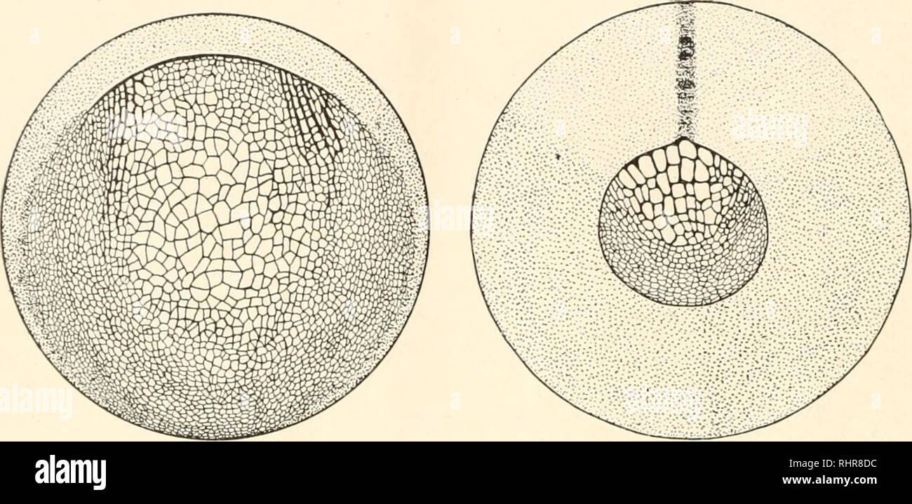 . The Biological bulletin. Biology; Zoology; Biology; Marine Biology ...
