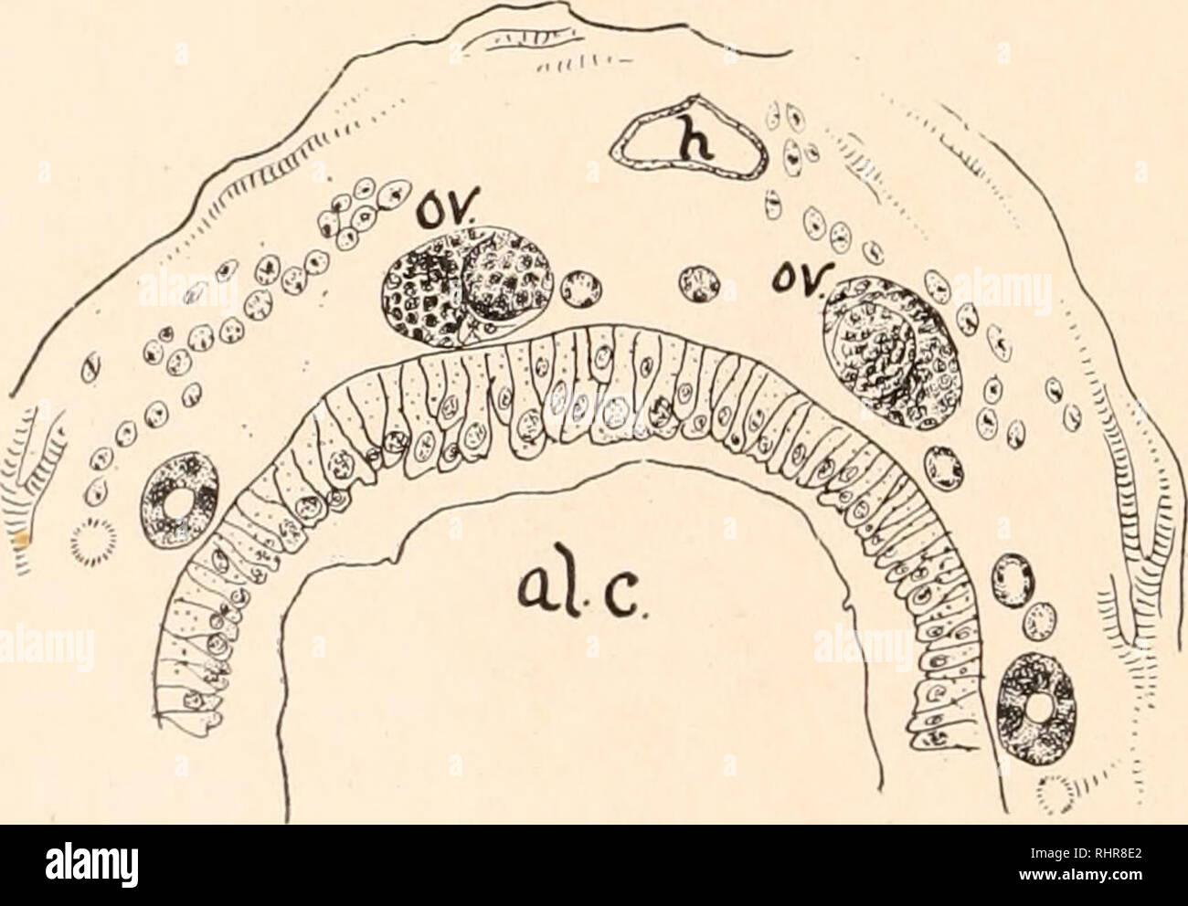 . The Biological bulletin. Biology; Zoology; Biology; Marine Biology ...