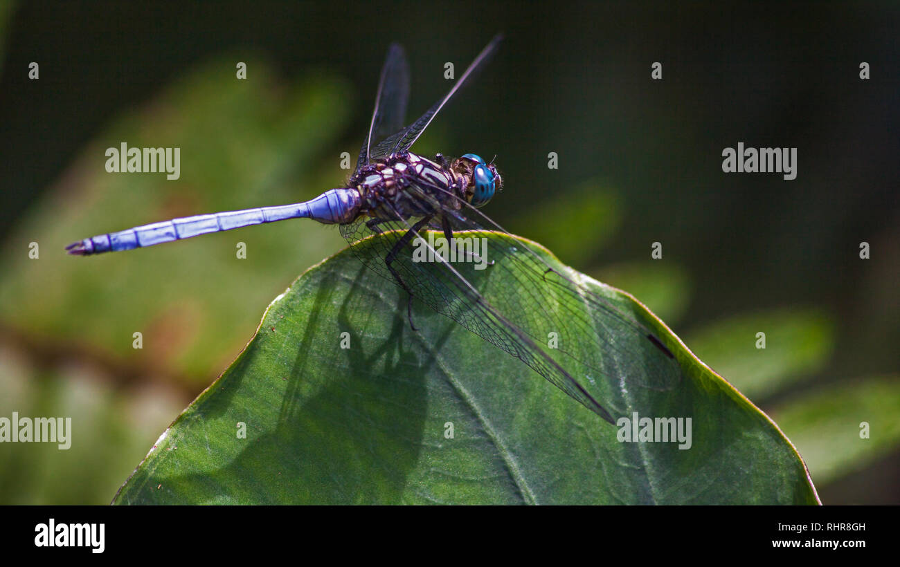 African dragonfly hi-res stock photography and images - Alamy