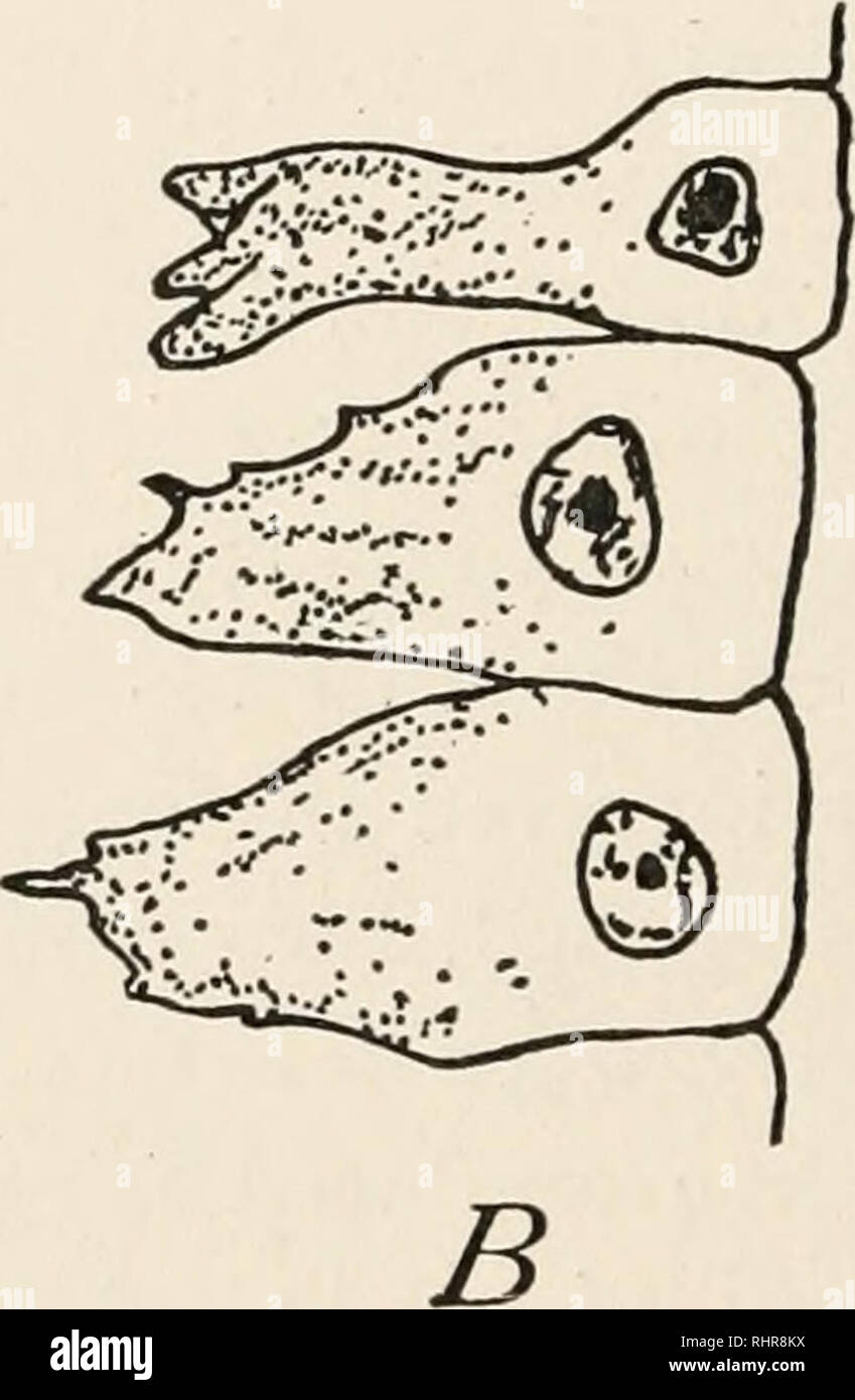 . The Biological bulletin. Biology; Zoology; Biology; Marine Biology ...
