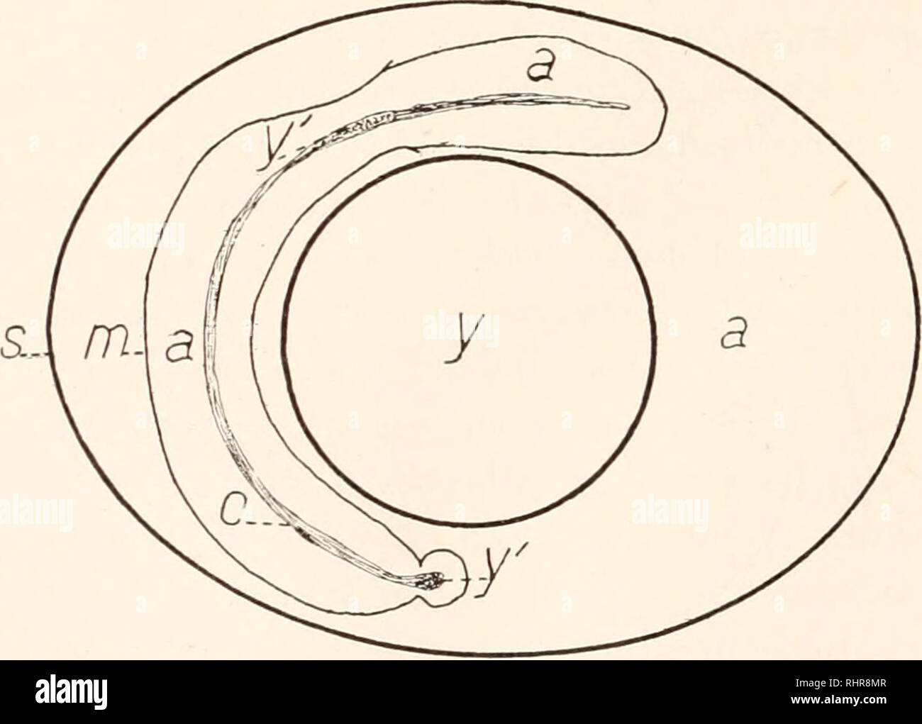 Pinhead size hi-res stock photography and images - Alamy