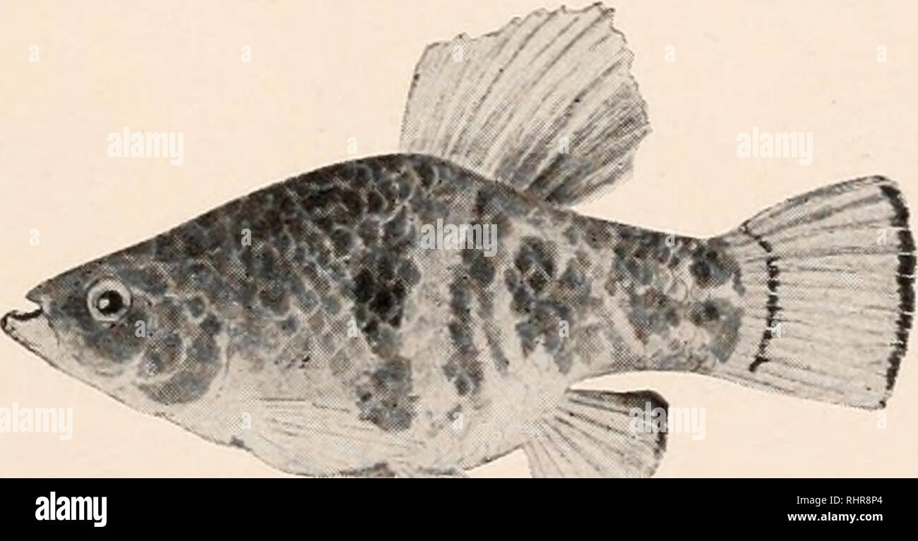 . The Biological bulletin. Biology; Zoology; Biology; Marine Biology ...