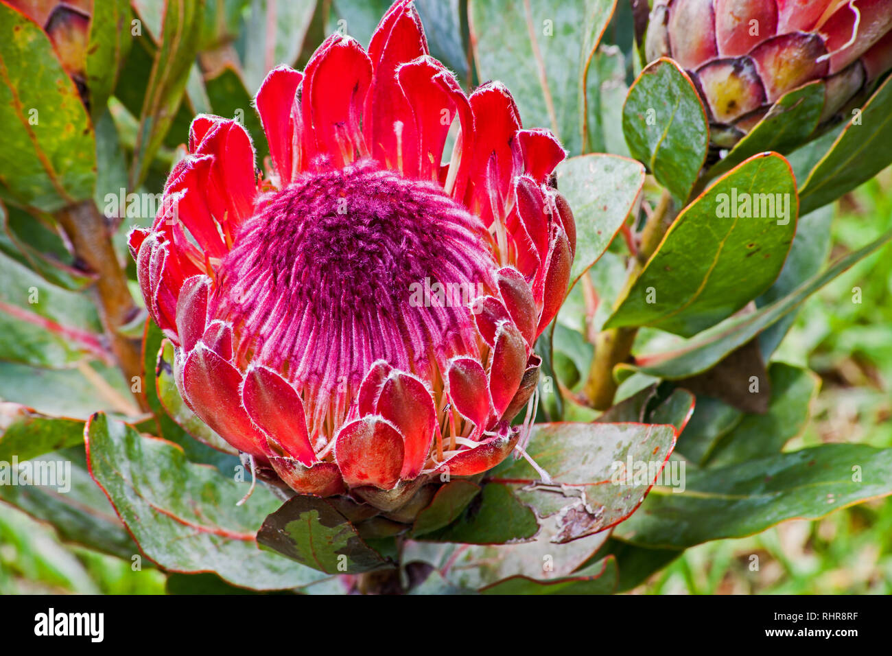 Single Red Protea Stock Photo - Alamy