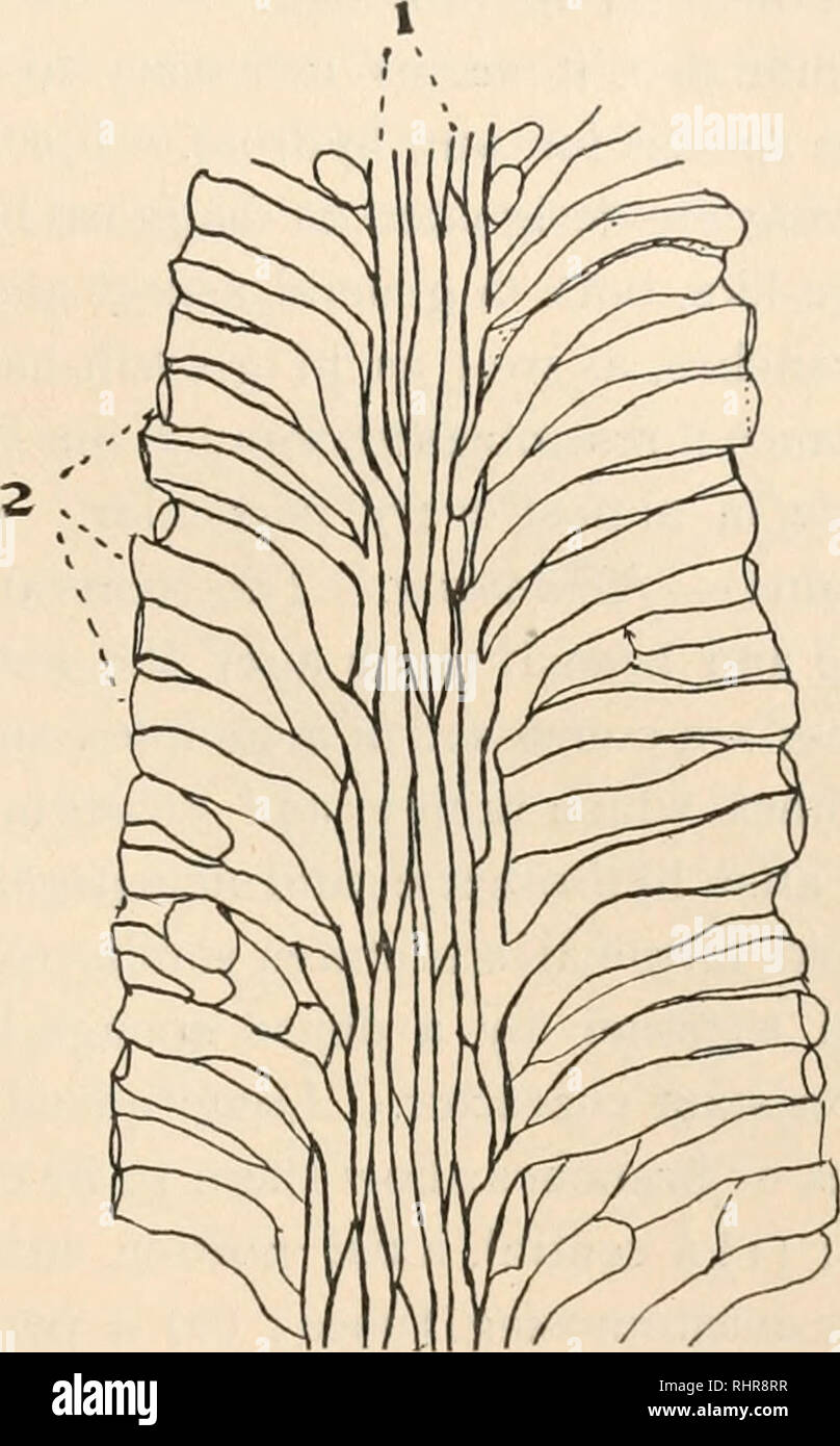 Hydroider hi-res stock photography and images - Alamy