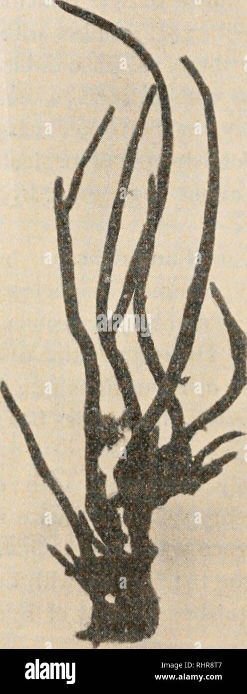 Hydroider hi-res stock photography and images - Alamy