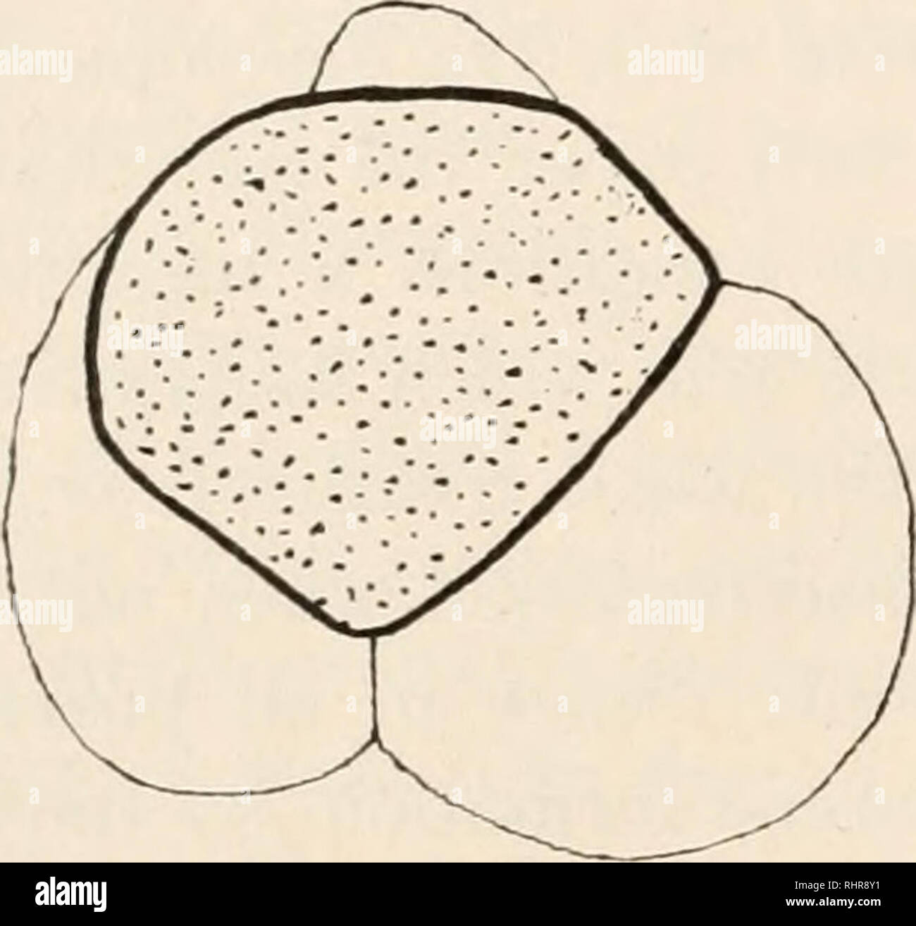 Jacques Loeb High Resolution Stock Photography and Images - Alamy