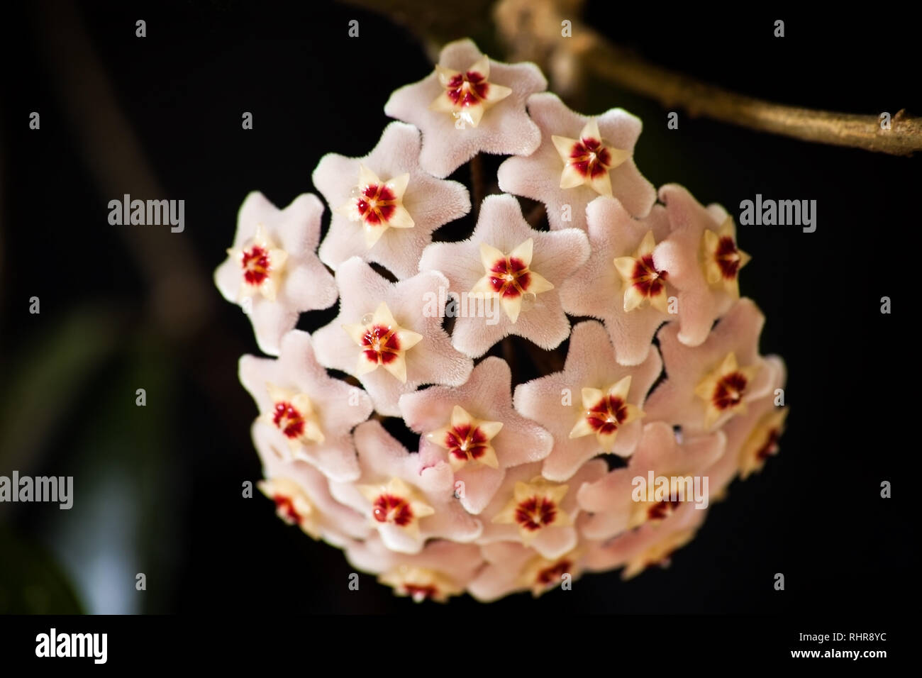 Hoya Waxplant Flower Stock Photo - Alamy