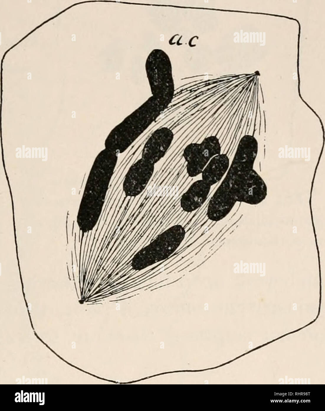 . The Biological bulletin. Biology; Zoology; Biology; Marine Biology ...