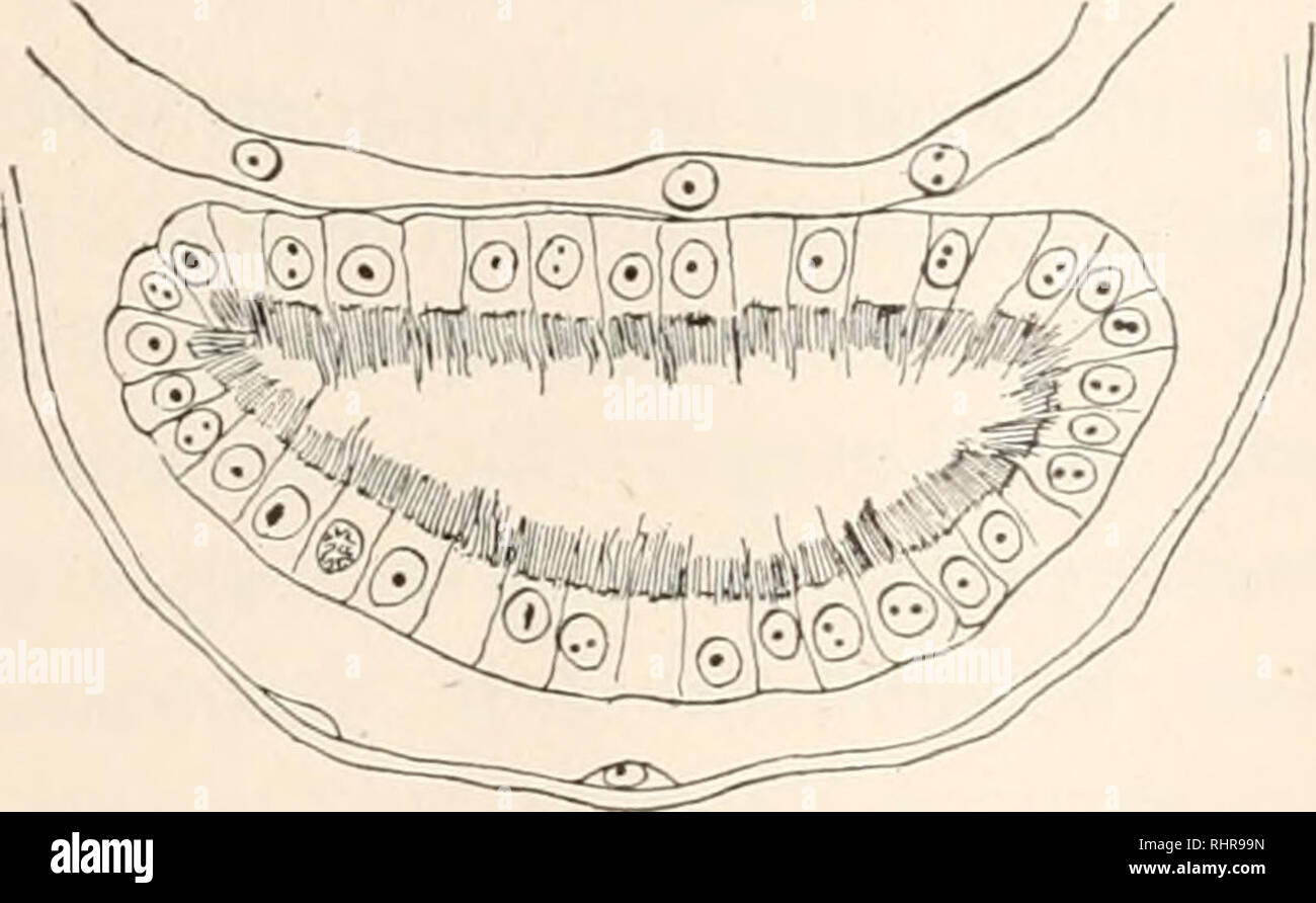 . The Biological bulletin. Biology; Zoology; Biology; Marine Biology ...