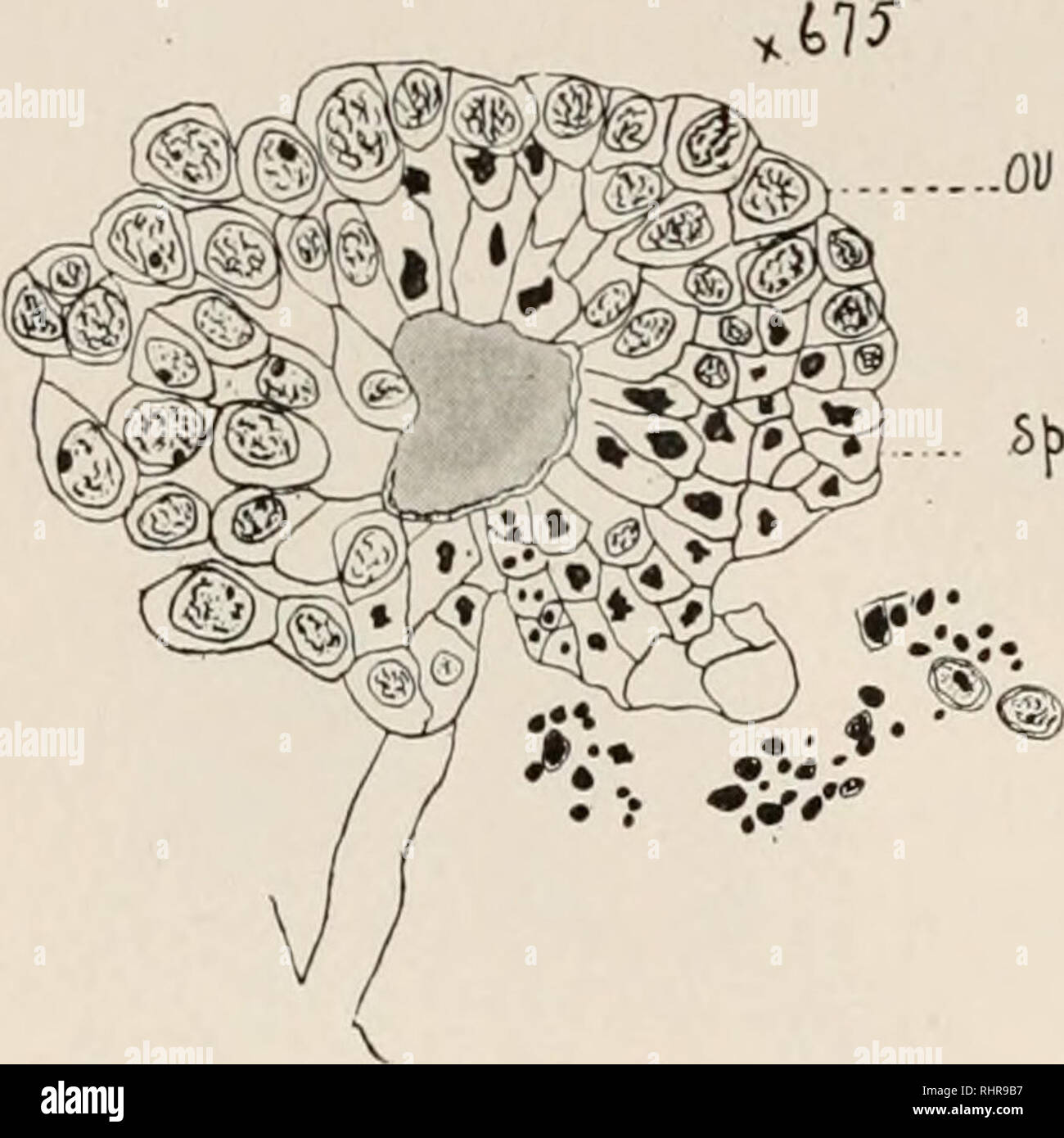 Immature ova and mature ova hi-res stock photography and images - Alamy