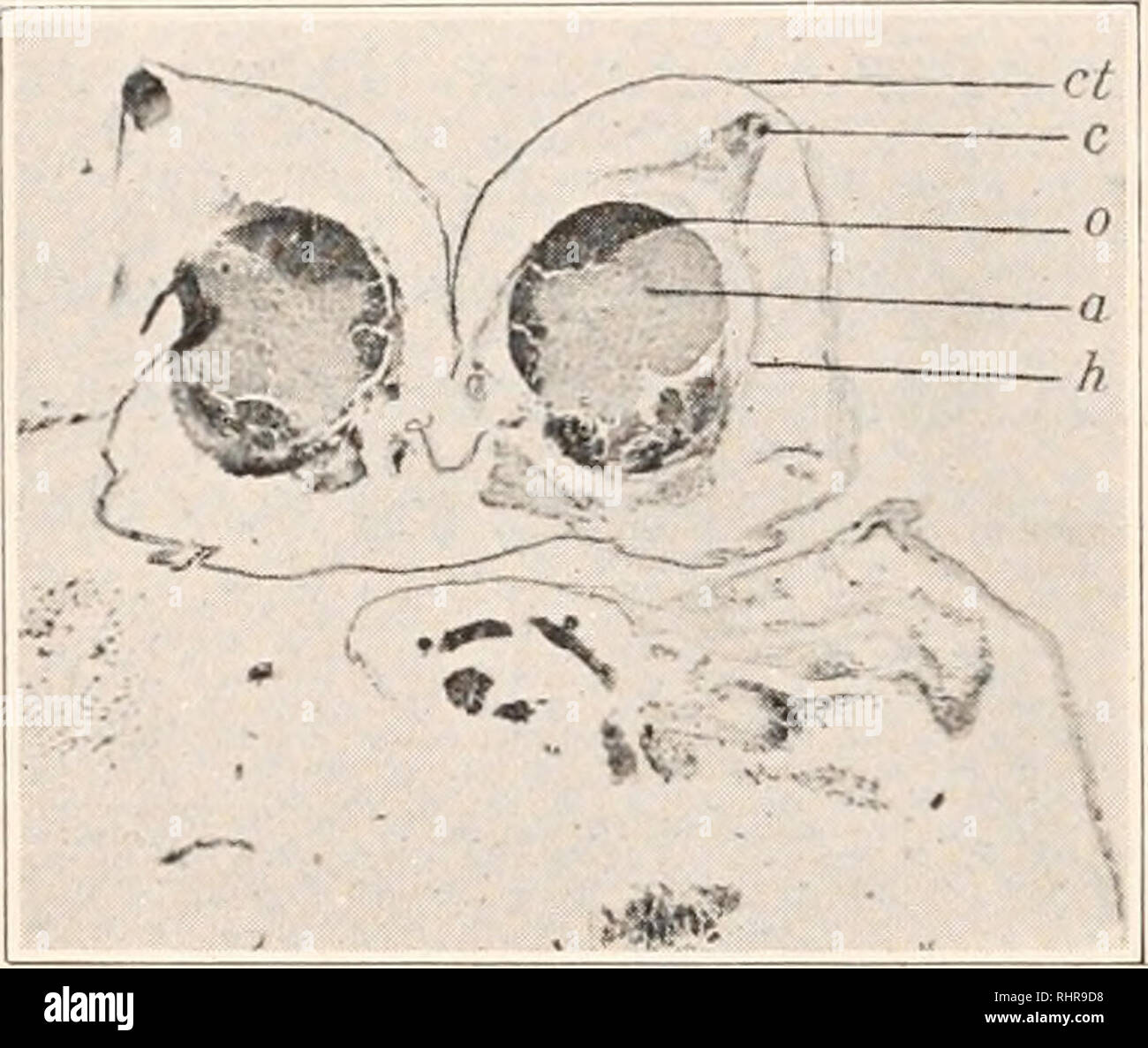 . The Biological bulletin. Biology; Zoology; Biology; Marine Biology ...