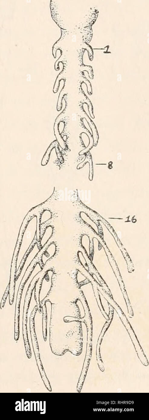 . The Biological bulletin. Biology; Zoology; Biology; Marine Biology ...
