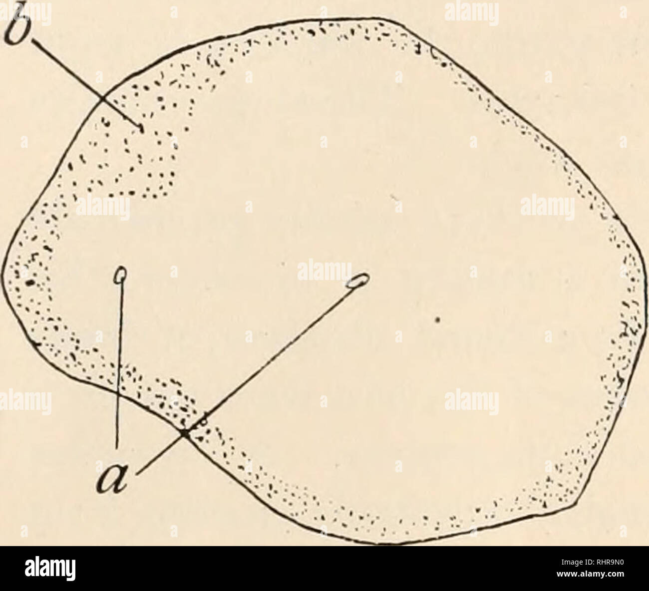 Coition hi-res stock photography and images - Alamy