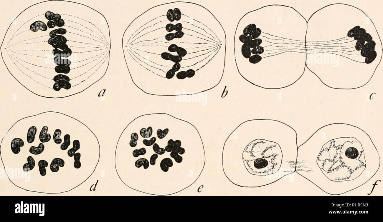 Chromosome reduction hi-res stock photography and images - Alamy