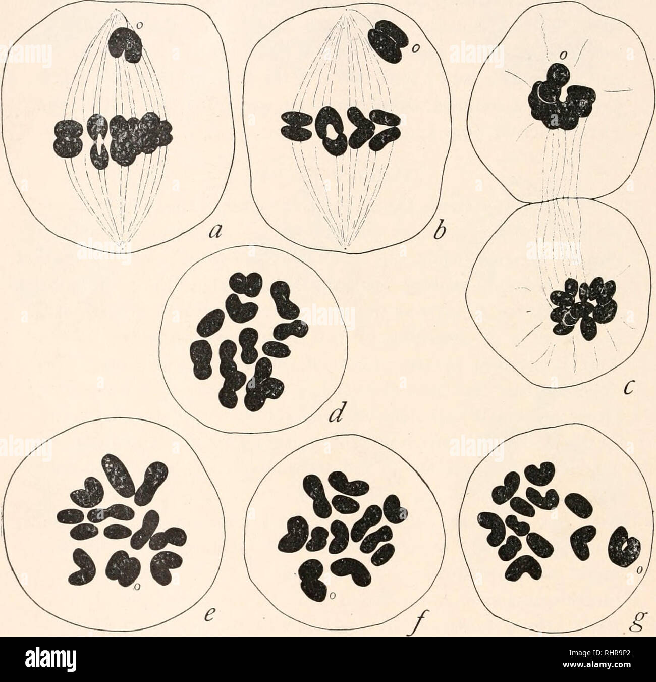 . The Biological bulletin. Biology; Zoology; Biology; Marine Biology ...