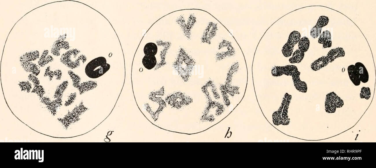 . The Biological bulletin. Biology; Zoology; Biology; Marine Biology ...