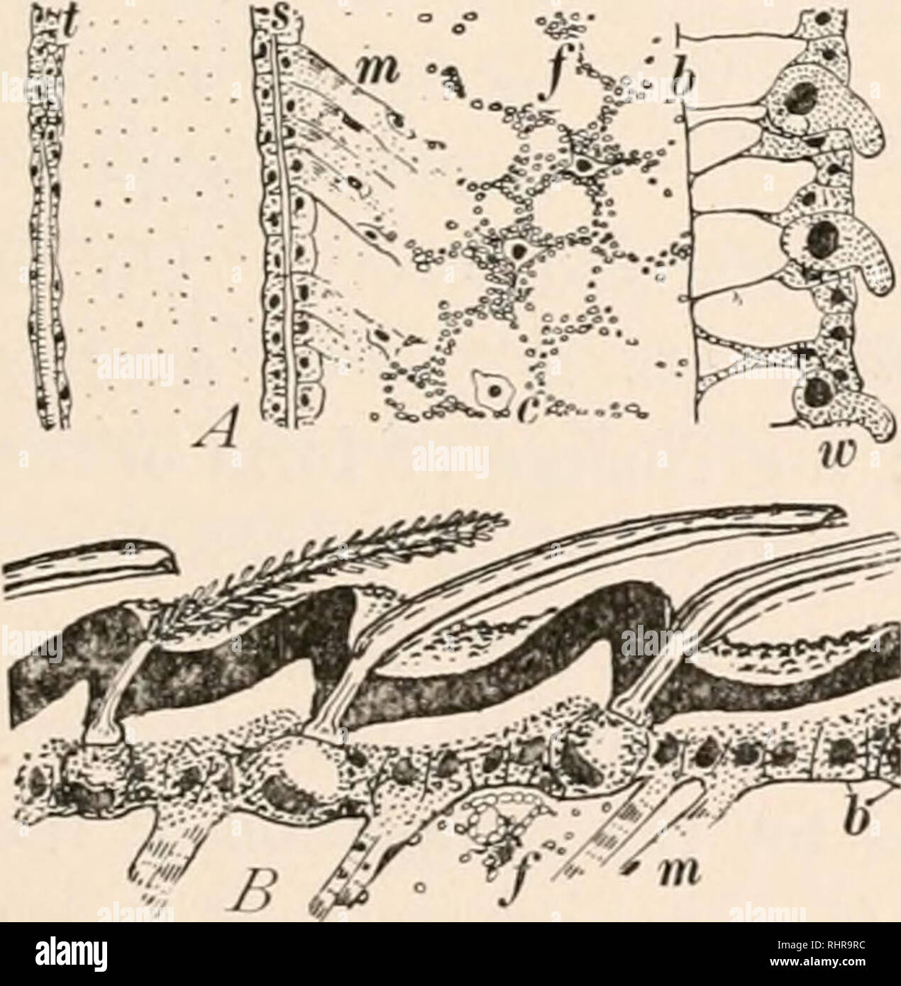 Mesodermal Cells High Resolution Stock Photography and Images - Alamy