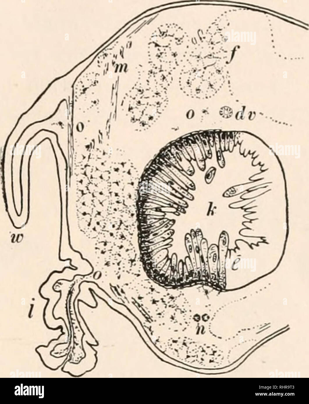 Mesodermal cells hi-res stock photography and images - Alamy