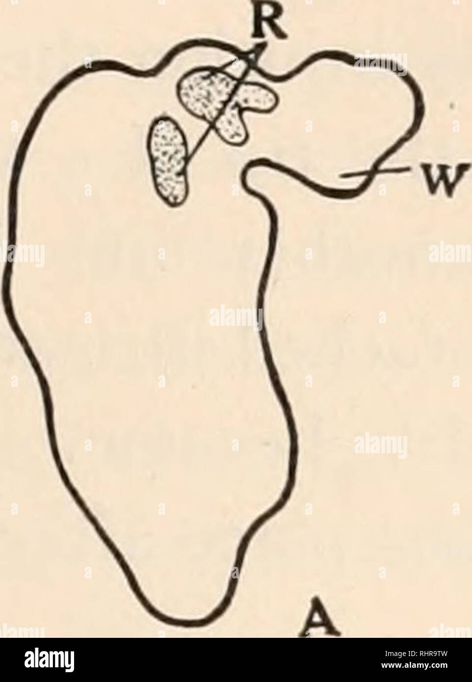 . The Biological bulletin. Biology; Zoology; Biology; Marine Biology ...