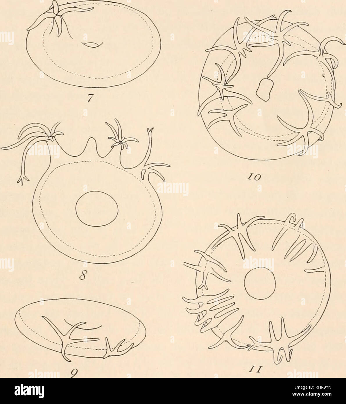 Characteristic radial symmetry hi-res stock photography and images - Alamy