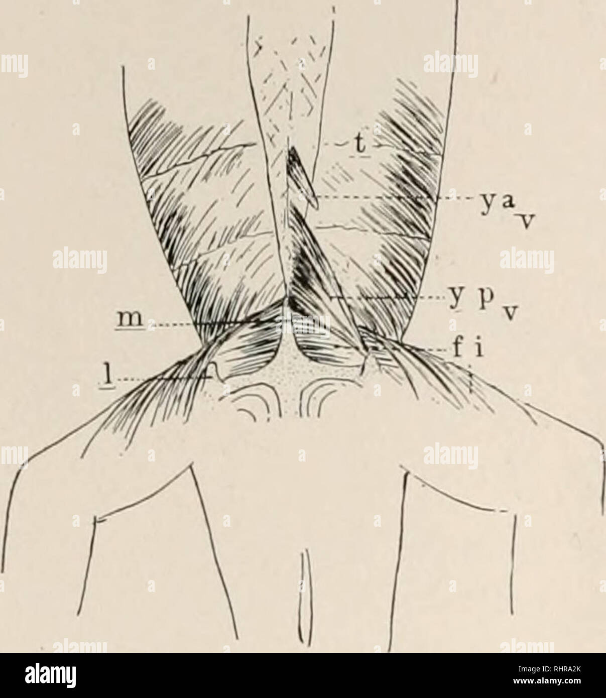 . The Biological bulletin. Biology; Zoology; Biology; Marine Biology ...