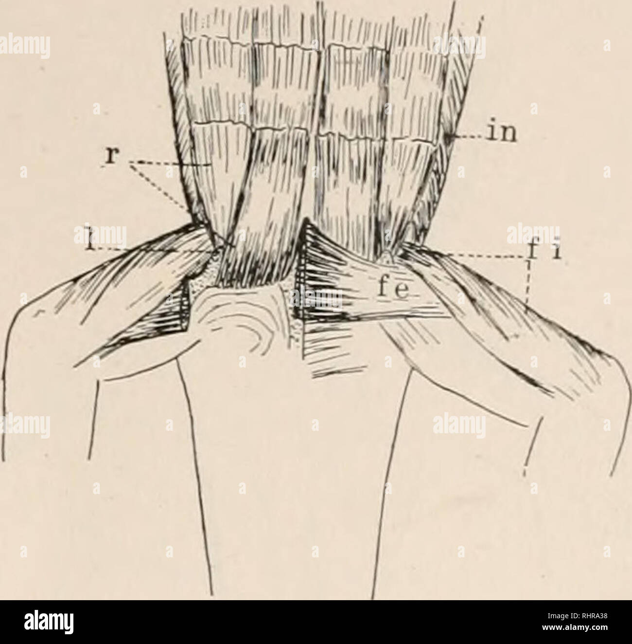 Urodeles hi-res stock photography and images - Alamy