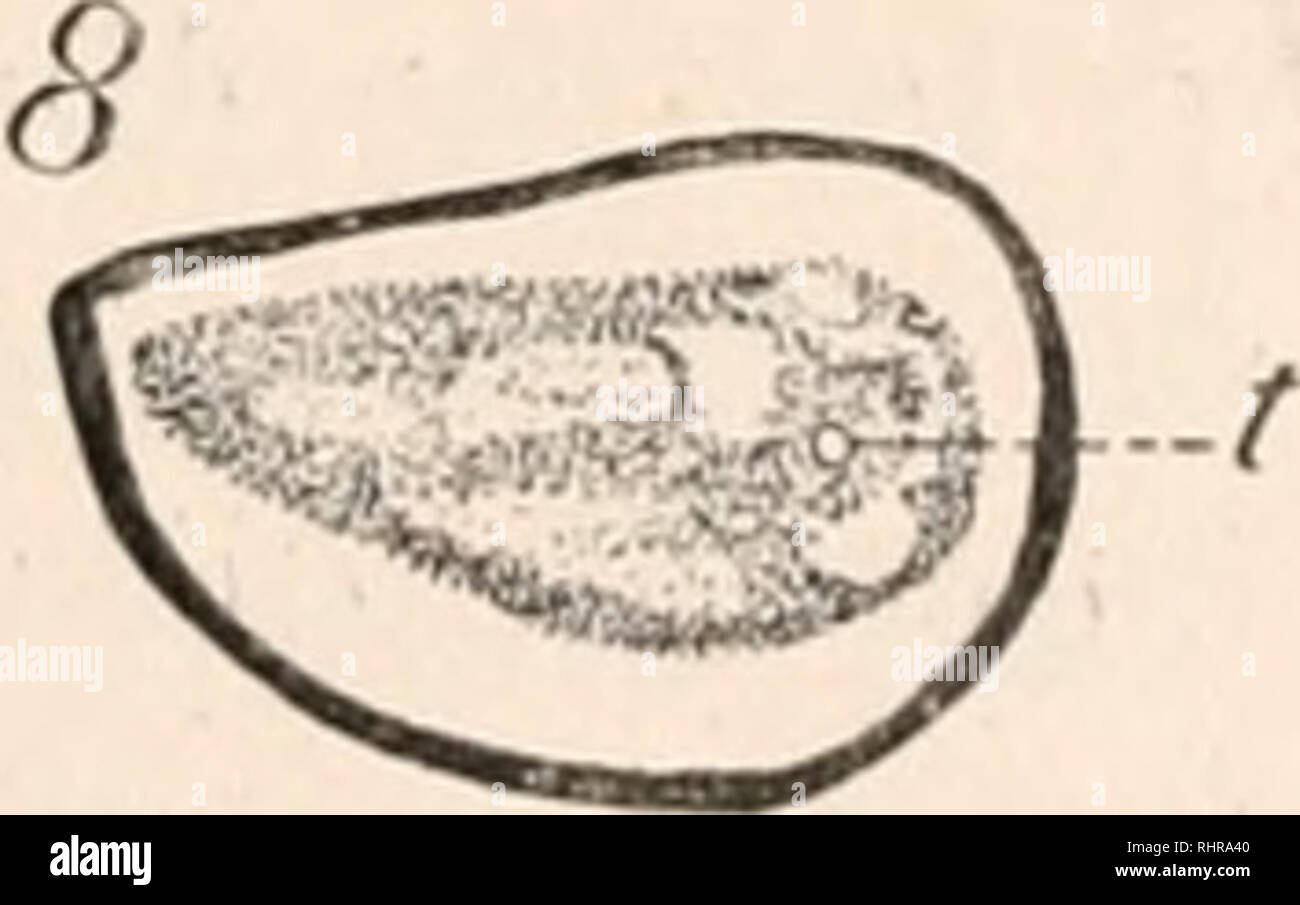 . The Biological bulletin. Biology; Zoology; Biology; Marine Biology ...