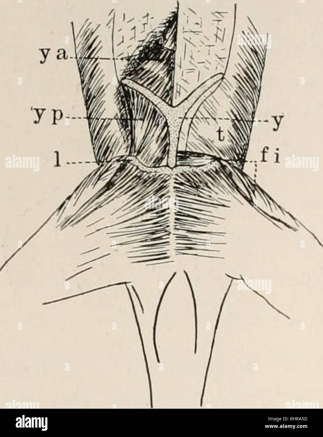 Obliquus internus abdominis hi-res stock photography and images - Alamy