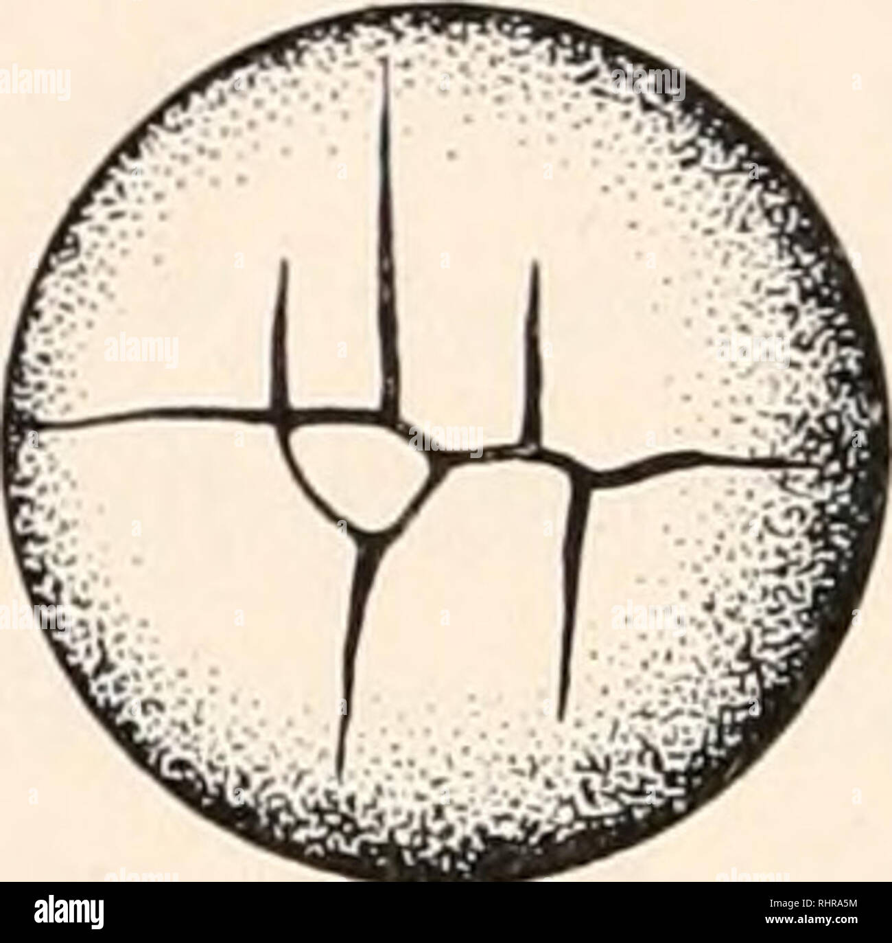 . The Biological bulletin. Biology; Zoology; Biology; Marine Biology ...