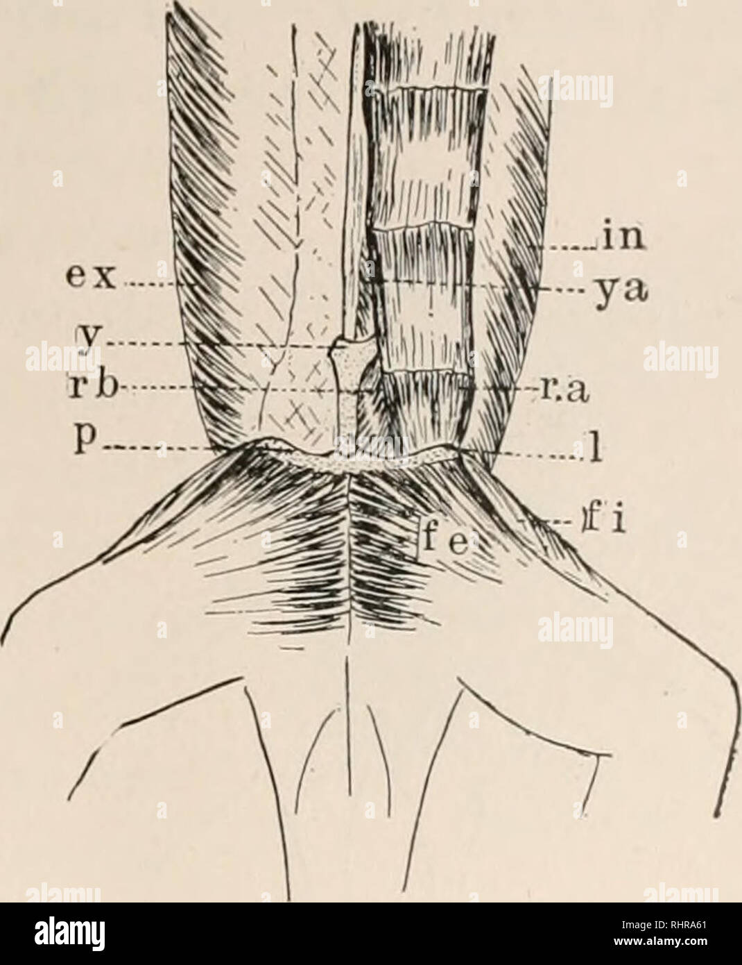 . The Biological bulletin. Biology; Zoology; Biology; Marine Biology ...