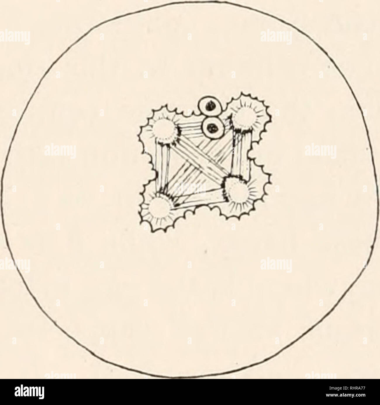 . The Biological bulletin. Biology; Zoology; Biology; Marine Biology ...