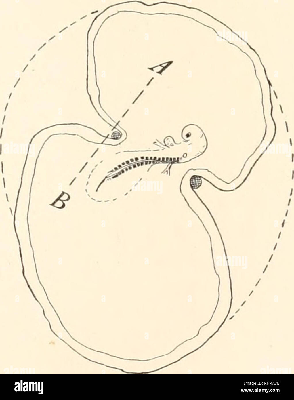 . The Biological bulletin. Biology; Zoology; Biology; Marine Biology ...