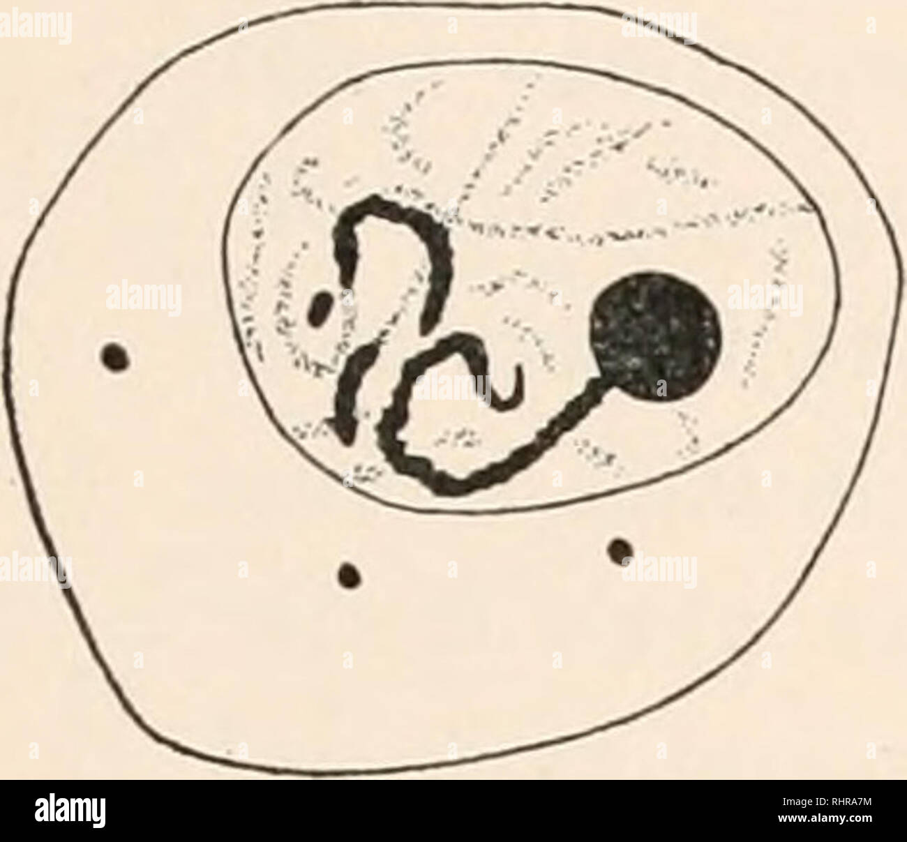 Cytoplasmic region hi-res stock photography and images - Alamy