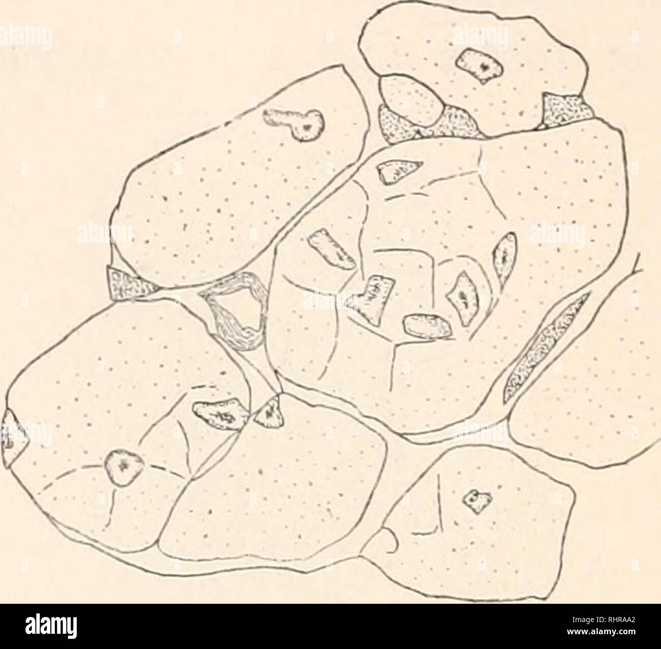 Longitudinal cutting hi-res stock photography and images - Alamy