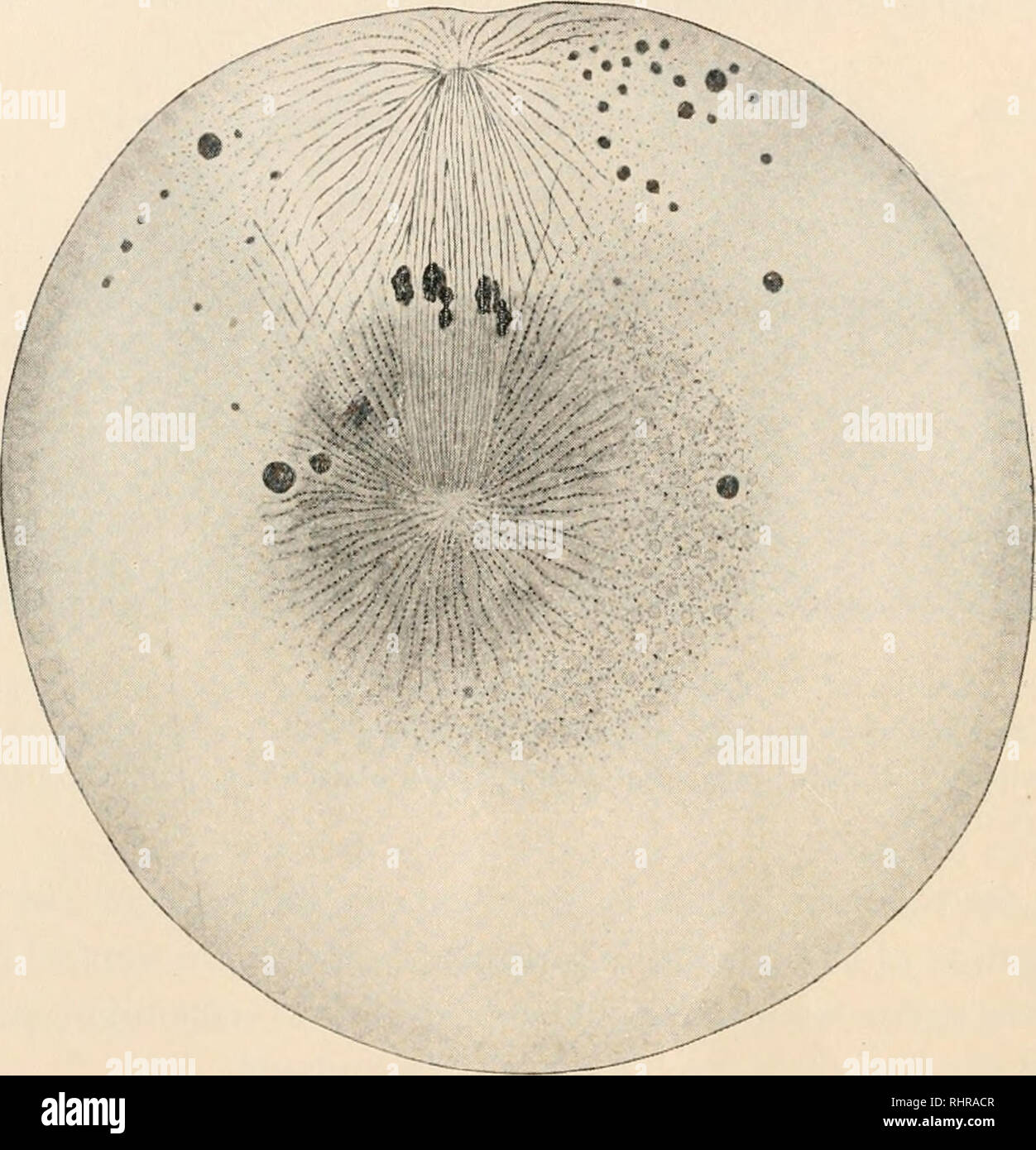 Spindle 6 6 cm hi-res stock photography and images - Alamy