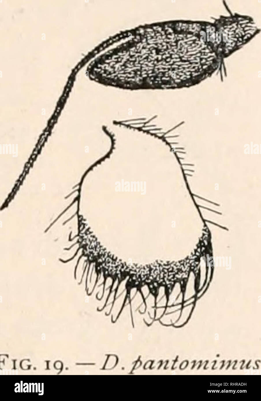 Sericeous hi-res stock photography and images - Alamy