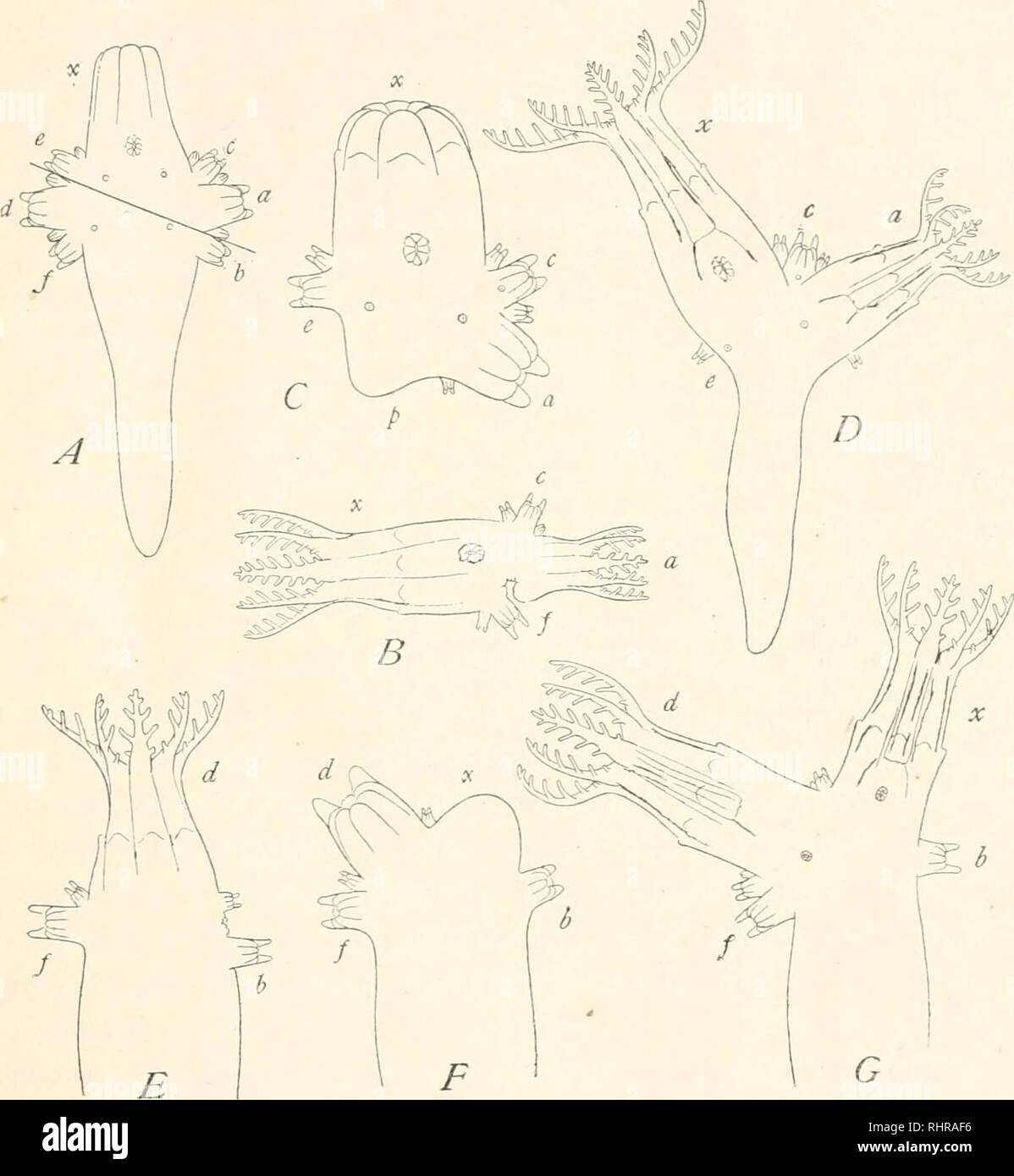 Merogony hi-res stock photography and images - Alamy