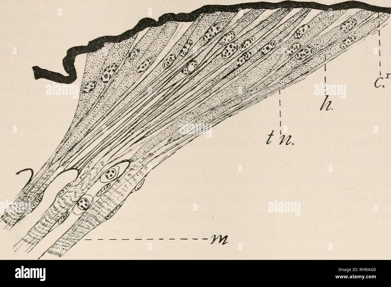 . The Biological bulletin. Biology; Zoology; Biology; Marine Biology ...