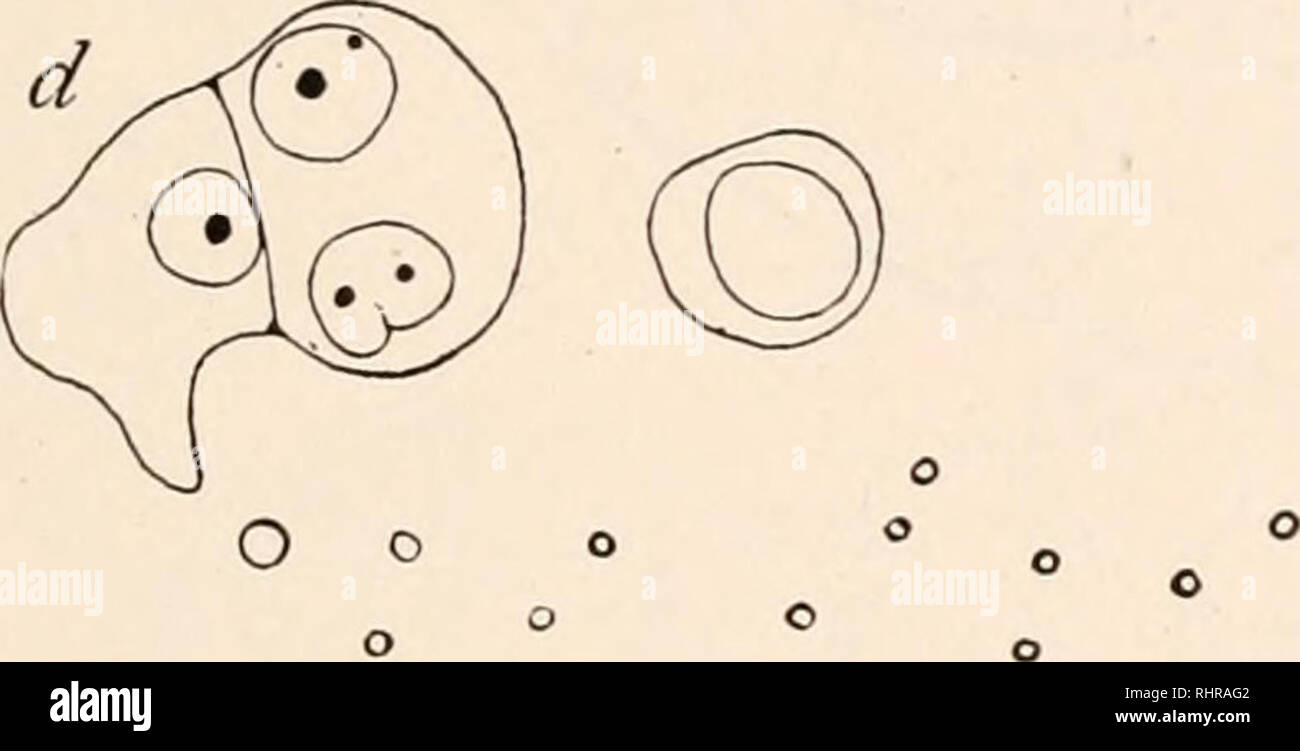 . The Biological bulletin. Biology; Zoology; Biology; Marine Biology. d ...