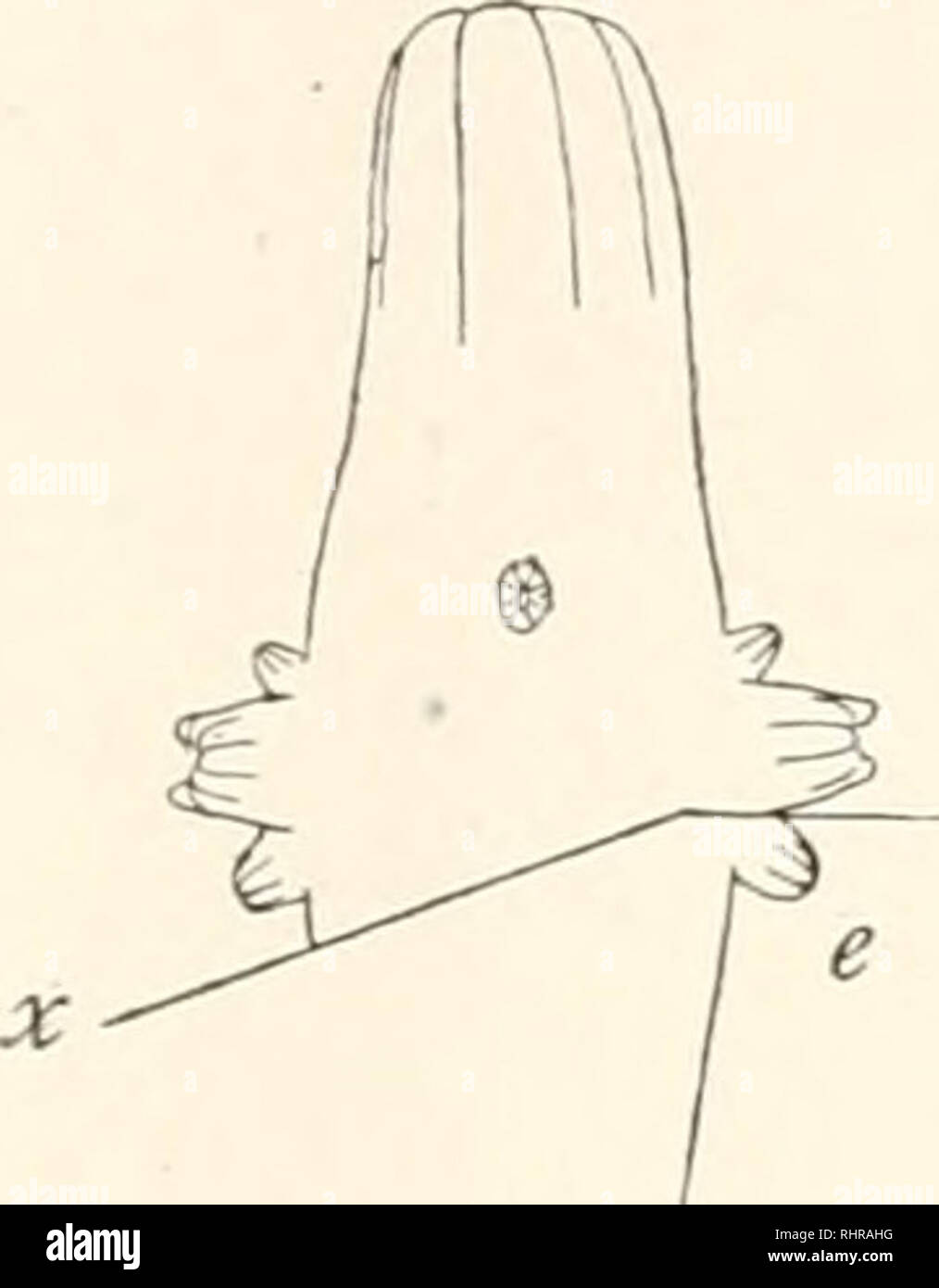 Merogony hi-res stock photography and images - Alamy