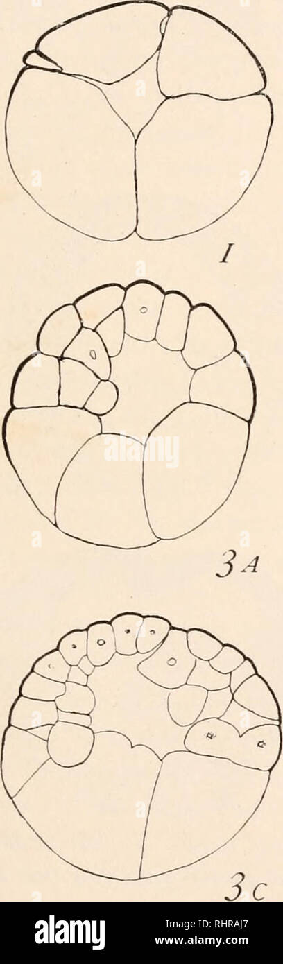 . The Biological bulletin. Biology; Zoology; Biology; Marine Biology ...