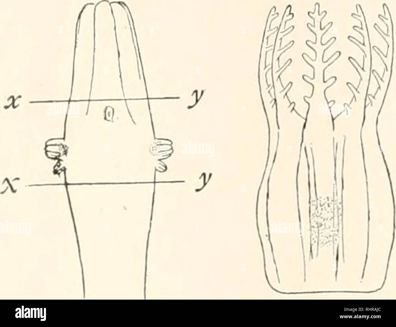 . The Biological bulletin. Biology; Zoology; Biology; Marine Biology ...