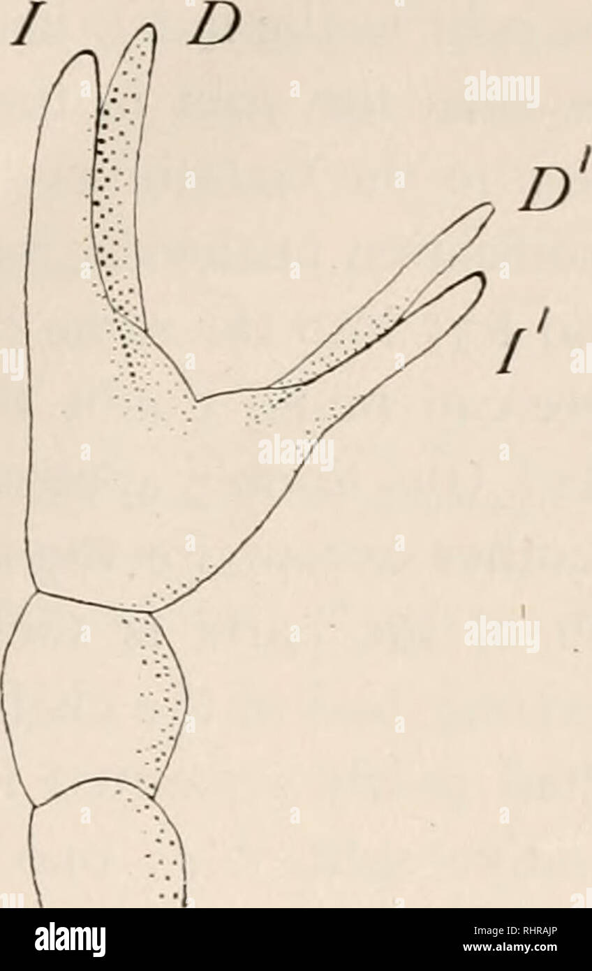 Pollex under it hi-res stock photography and images - Alamy