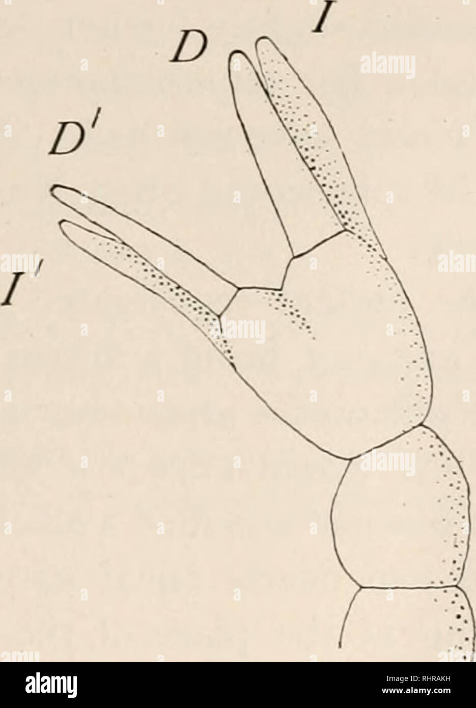. The Biological bulletin. Biology; Zoology; Biology; Marine Biology ...