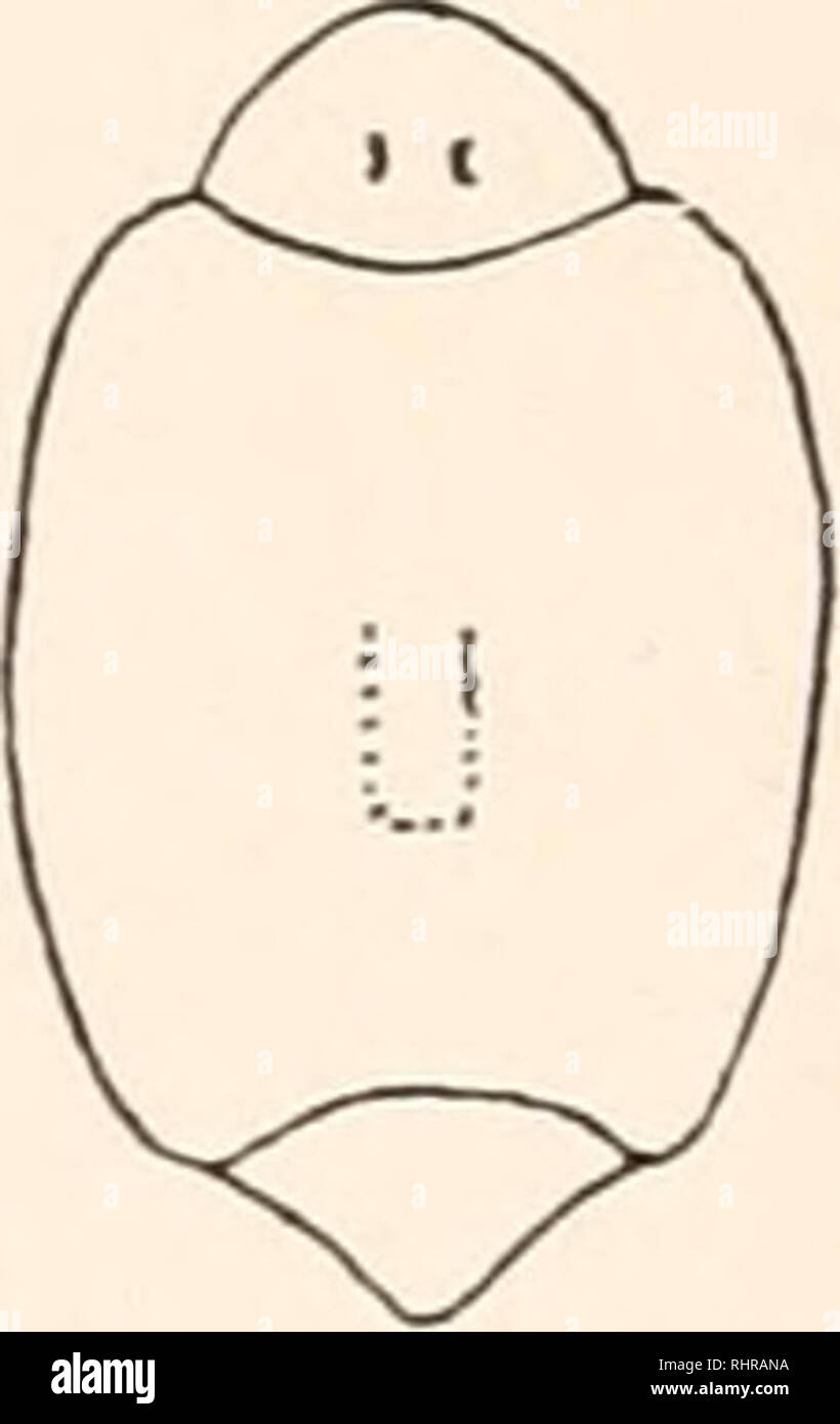 Cephalic positions hi-res stock photography and images - Alamy