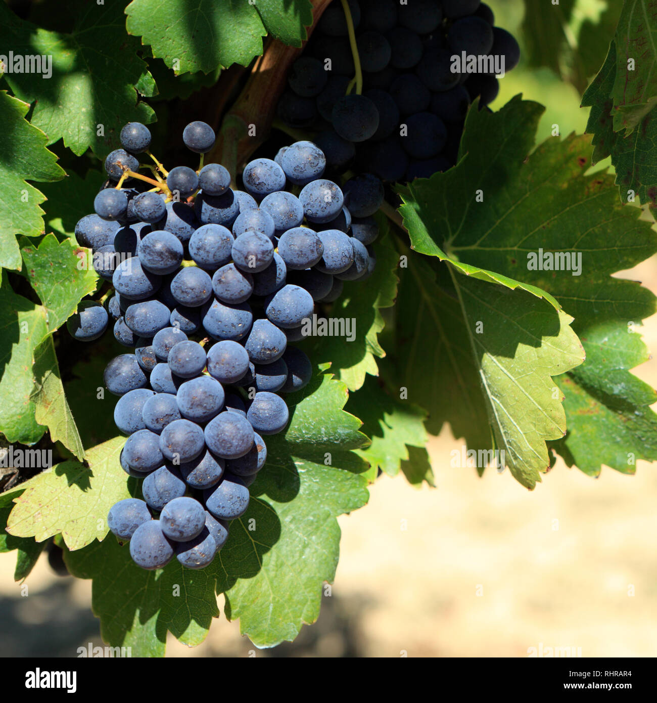 Merlot grapes hi-res stock photography and images - Alamy