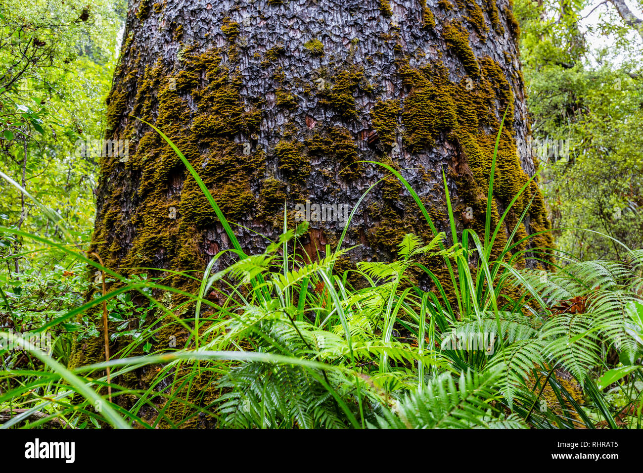 Kauri trees at the North Island of New Zealand Stock Photo - Alamy