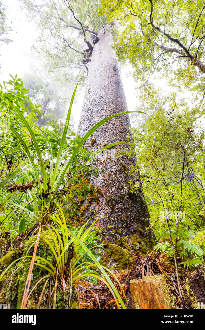 Kauri Trees High Resolution Stock Photography and Images - Alamy